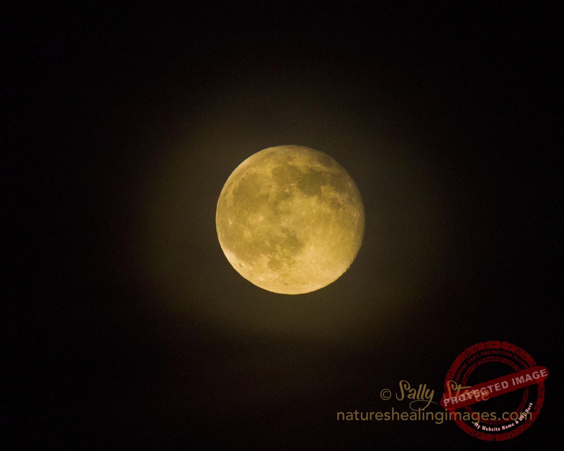 Honey Moon w Halo 2664srs no signature - Nature's Healing Images