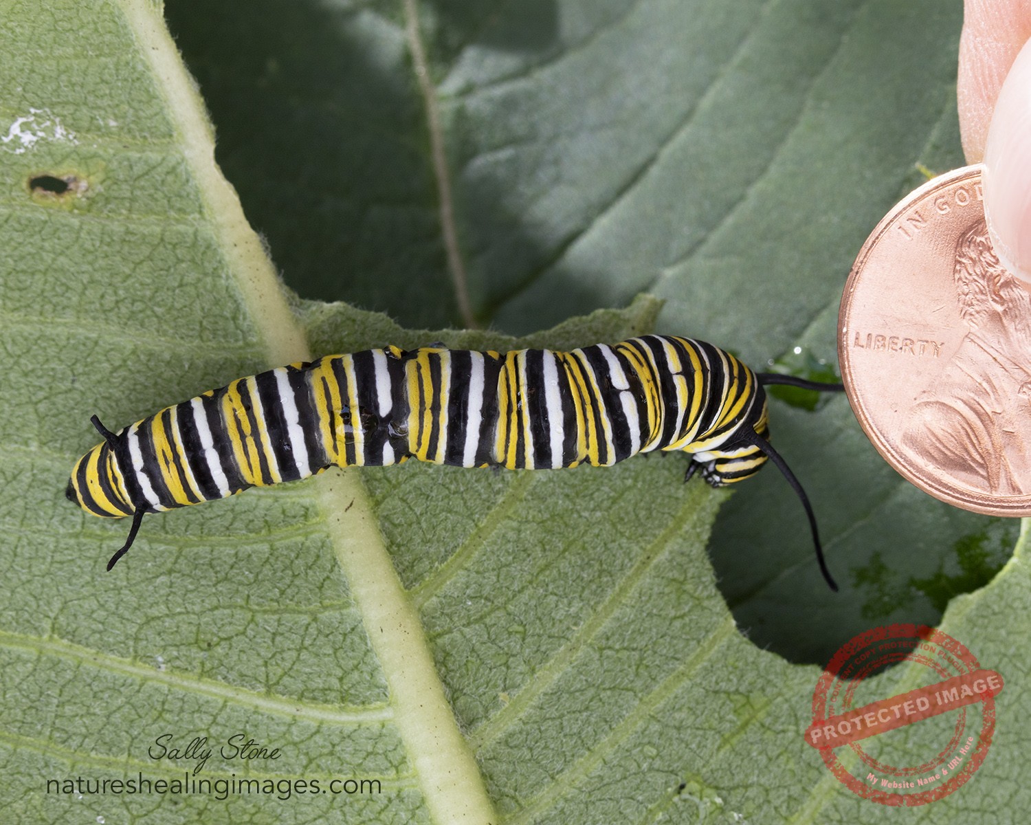 Fifth Instar with penny 5U3A1229 copy WEB - Nature's Healing Images