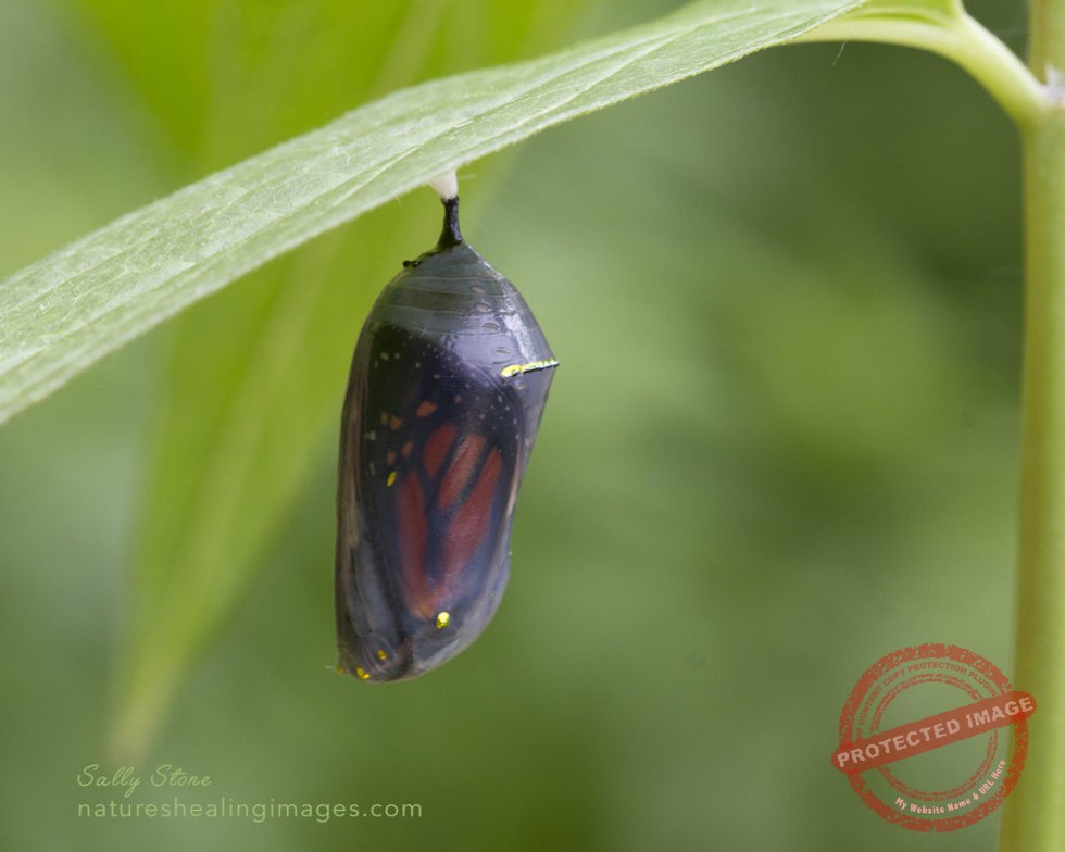 Monarch Butterfly Life Cycle - Nature's Healing Images