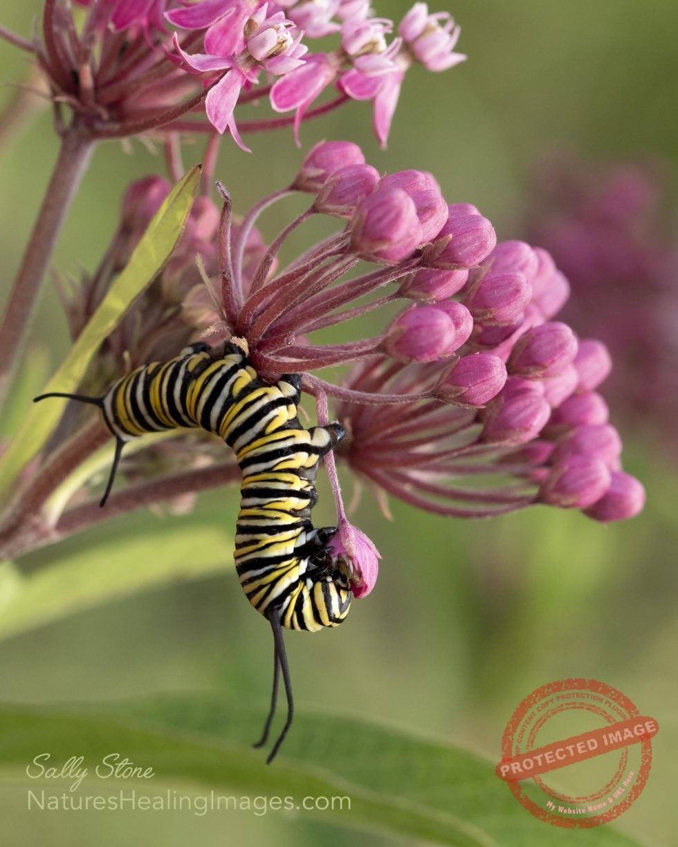 Monarch Butterfly Life Cycle - Nature's Healing Images