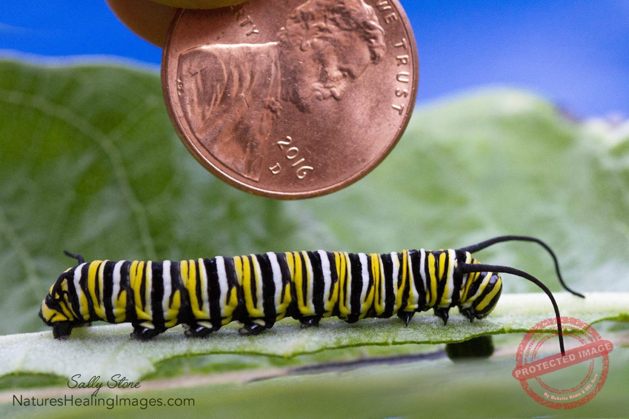 Monarch Butterfly Life Cycle - Nature's Healing Images