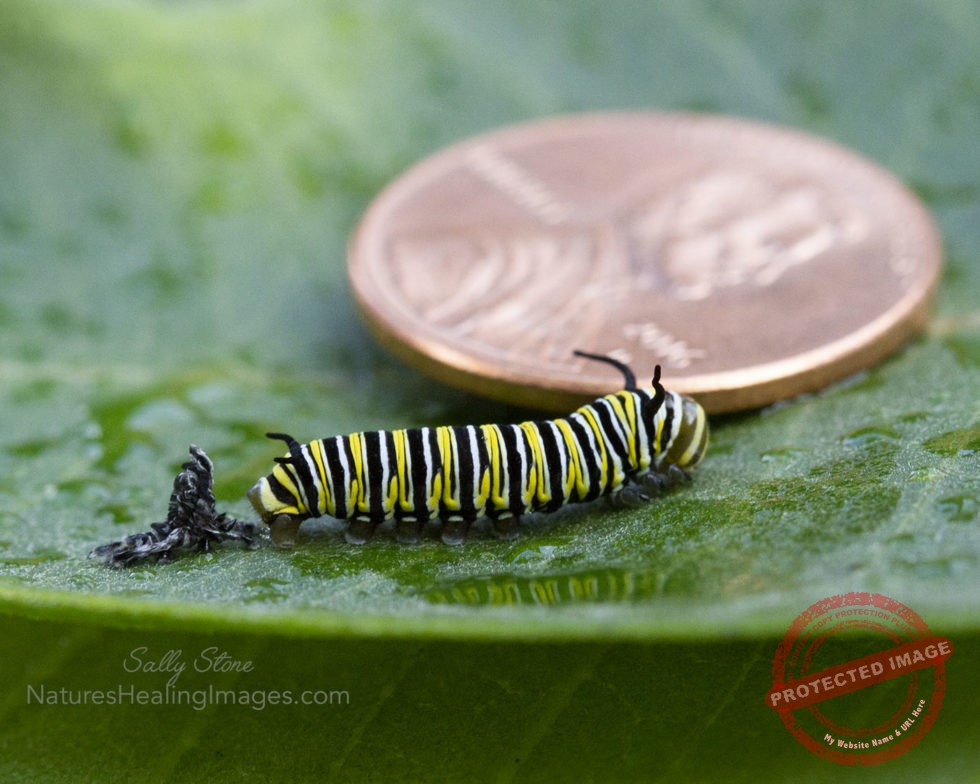 Monarch Butterfly Life Cycle - Nature's Healing Images
