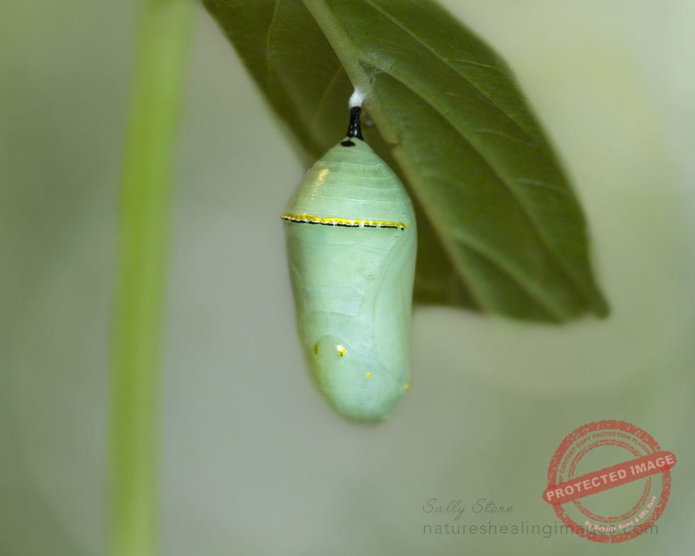 Monarch Butterfly Life Cycle - Nature's Healing Images