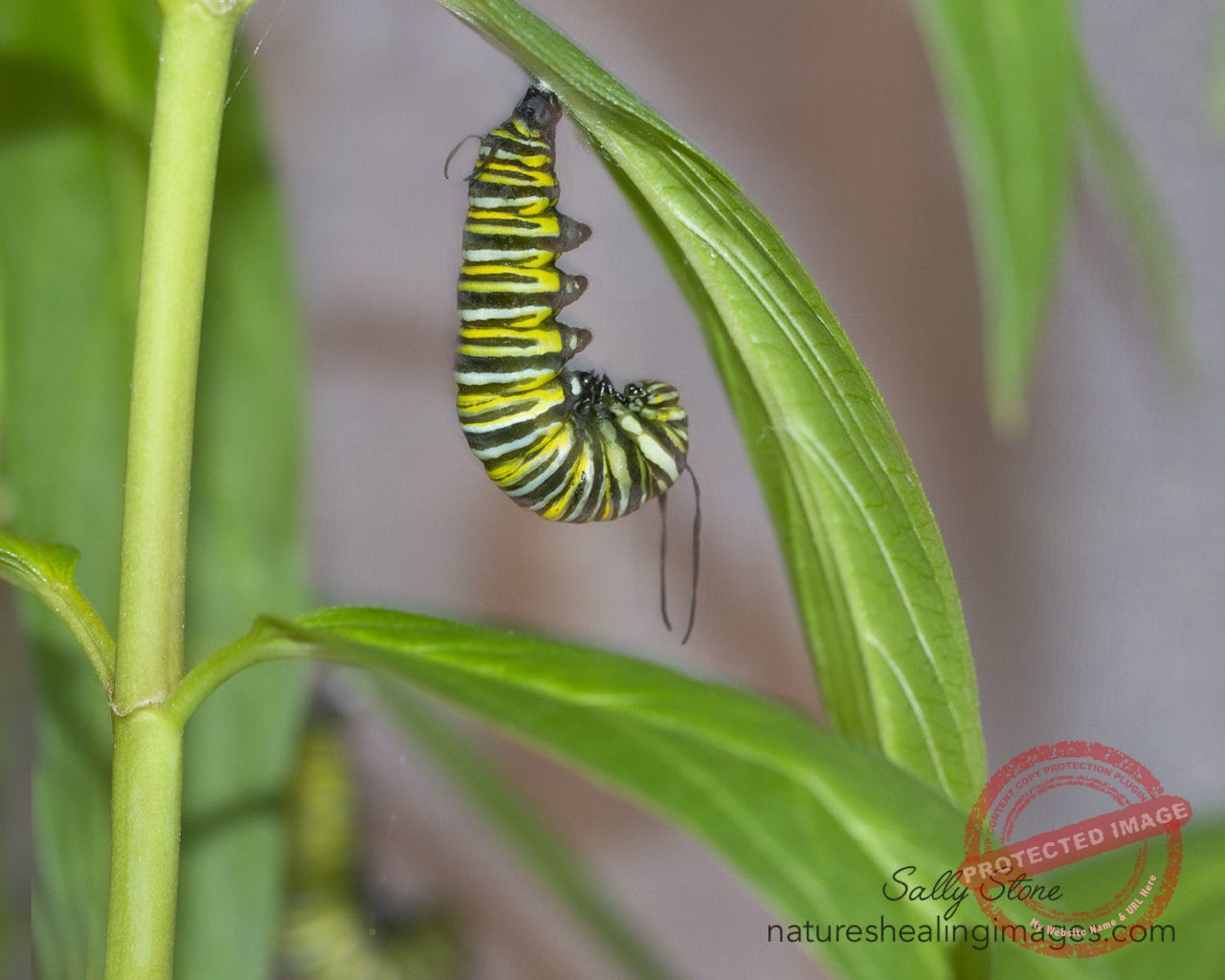 Monarch Butterfly Life Cycle - Nature's Healing Images