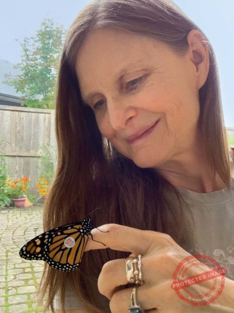 Monarch Butterfly Life Cycle - Nature's Healing Images