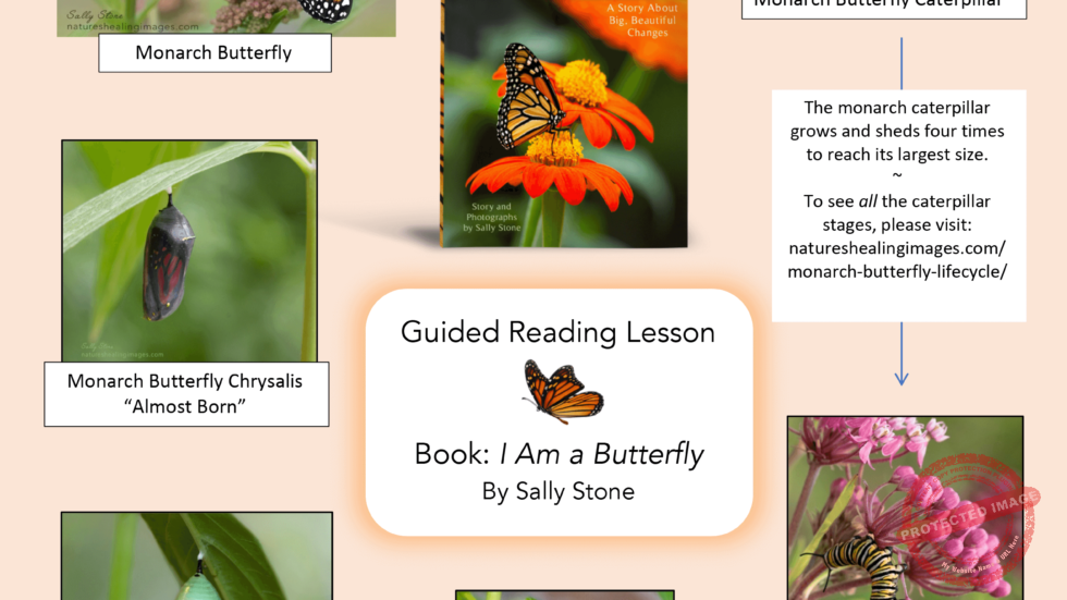 I Am a Butterfly: A Monarch Butterfly Picture Book